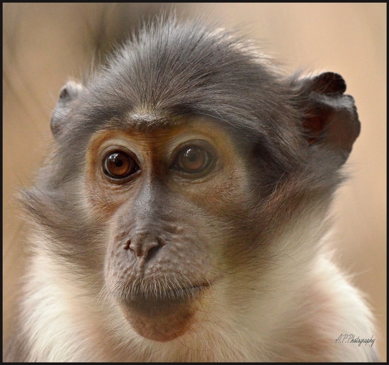 Saving the White-Naped Mangabey - an Endangered African Primate - News ...