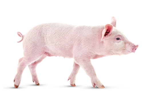 Suinocultura - Soluções Ajinomoto Animal Nutrition | Nutrição Animal