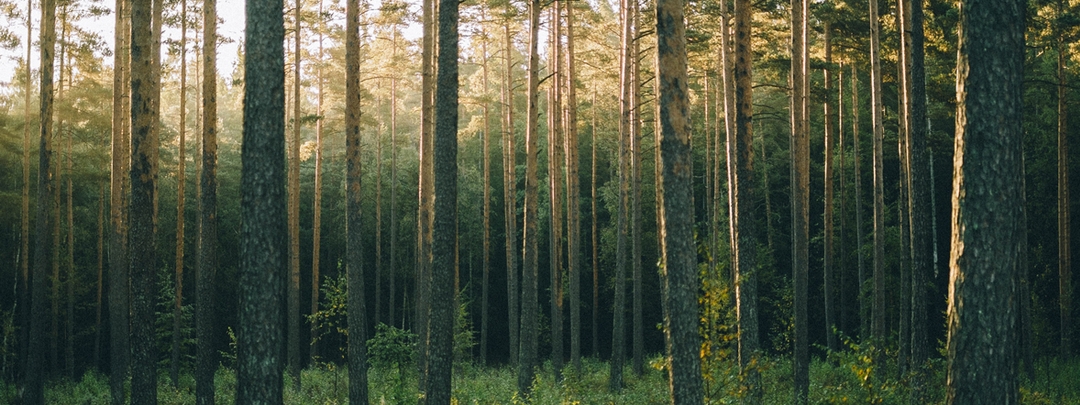Seeing the forest through the trees