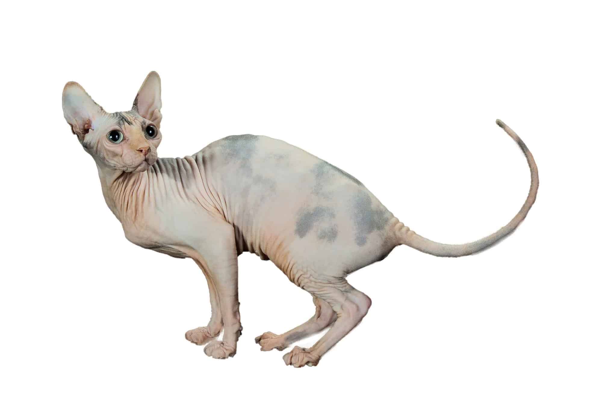 Sphynx Cats — Everything You Need to Know