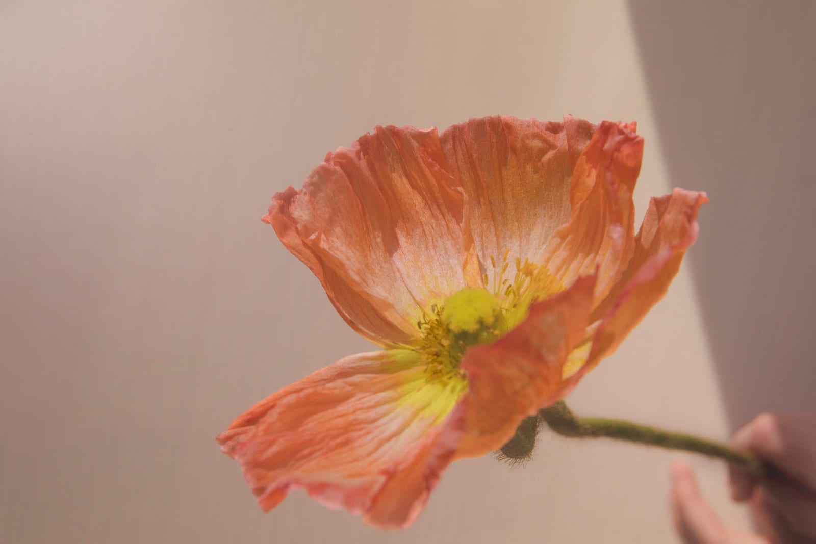 Claiborne Swanson Frank | Portraits of Flowers