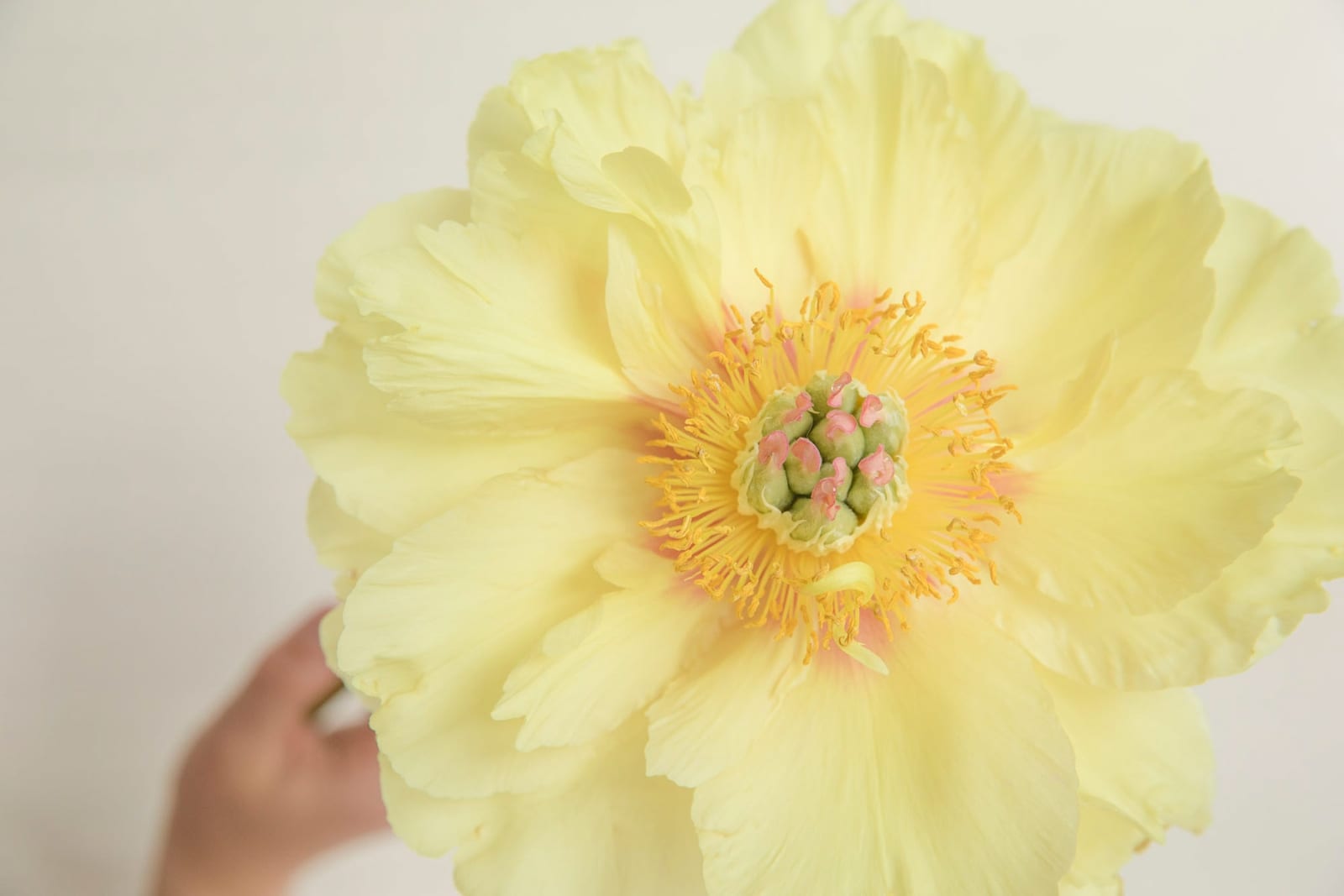 Claiborne Swanson Frank | Portraits of Flowers