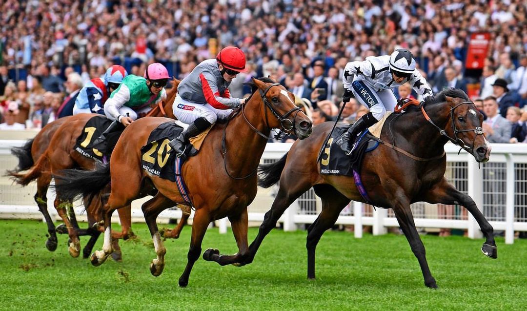 Home | Jamie Osborne - Bespoke Racehorse Trainer