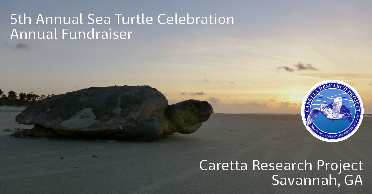 Caretta Research Project | Ecotourism | Volunteer Opportunities | Sea ...