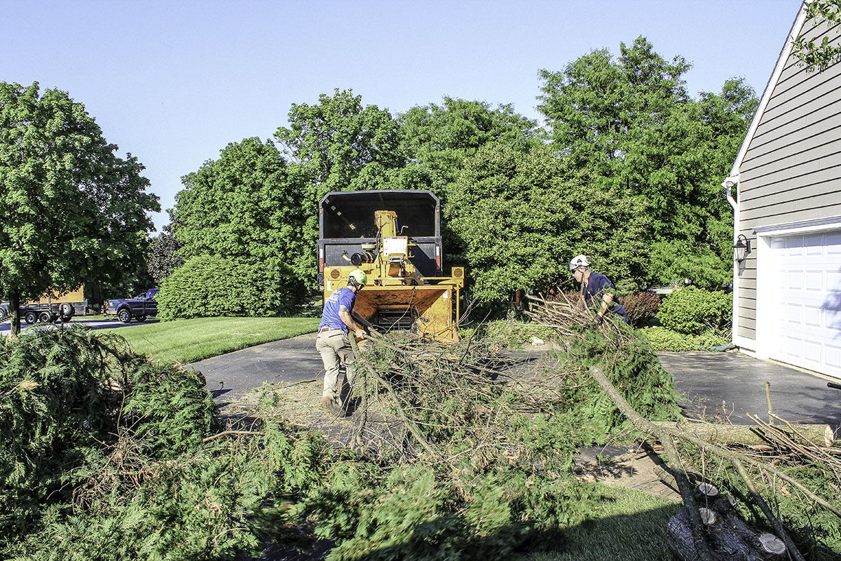 Tree Services | Coatesville, PA | The Tree Connection