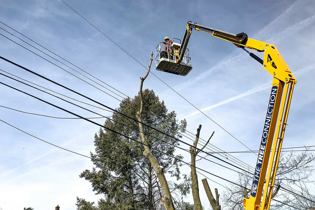 Tree Services | Coatesville, PA | The Tree Connection