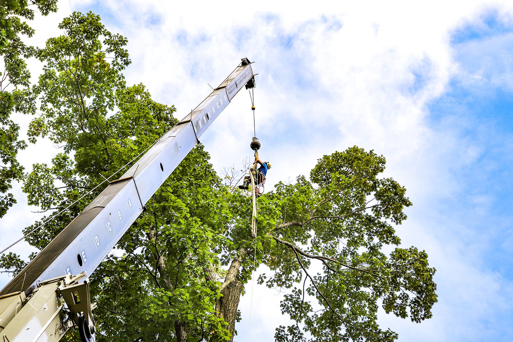 Tree Services | Coatesville, PA | The Tree Connection