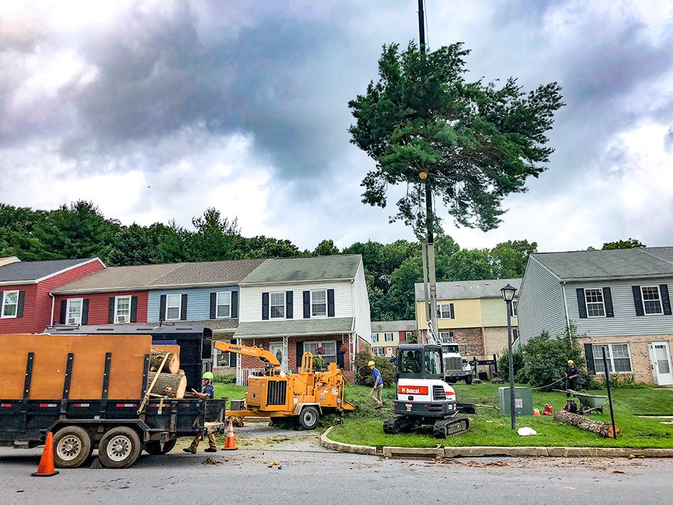 Tree Services | Coatesville, PA | The Tree Connection