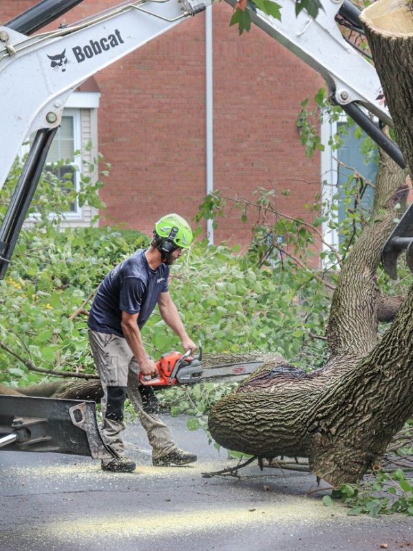 The Tree Connection-Tree-Services-Coatesville-PA