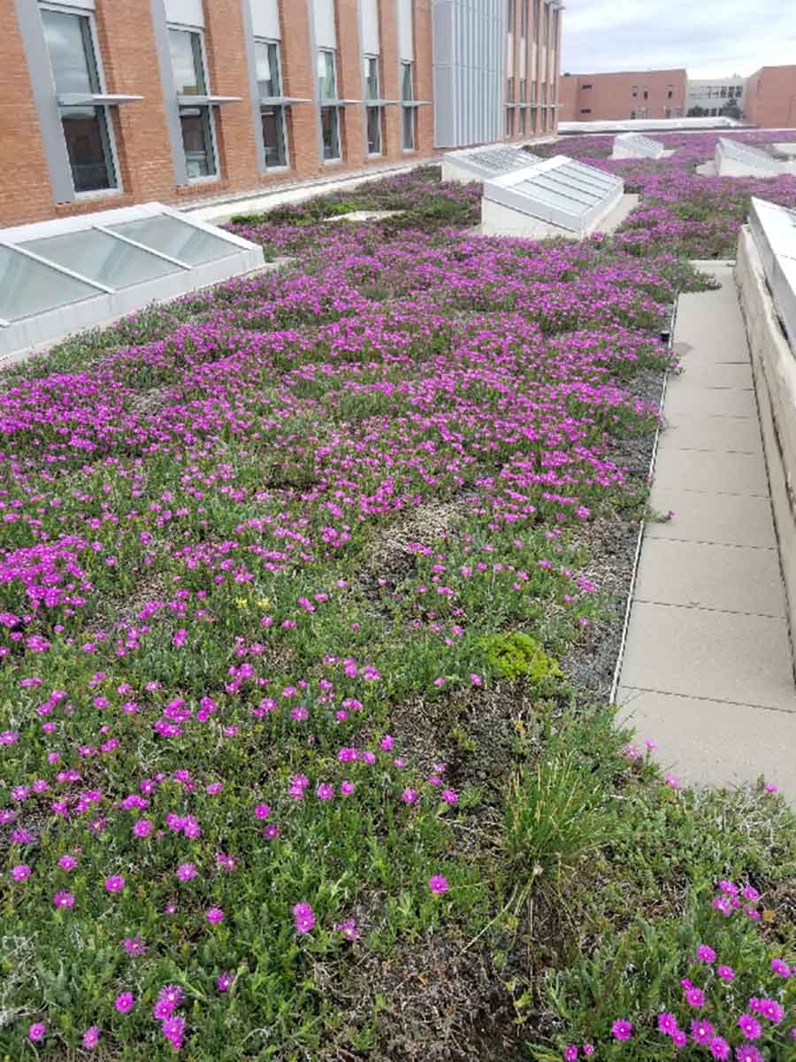 Green Roof Project Portfolio :: Living Roofs Inc.