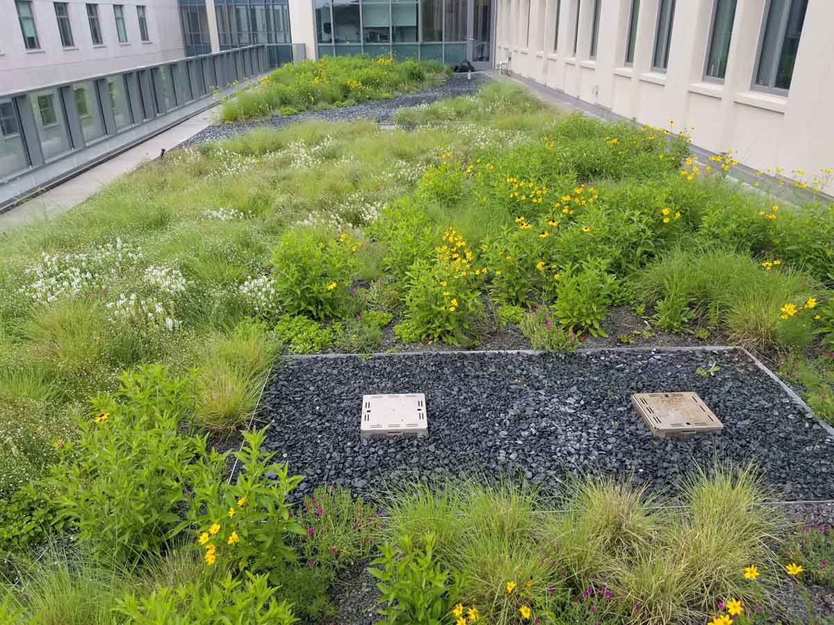 commercial Green Roof Projects - Living Roofs Inc. :: Living Roofs Inc.