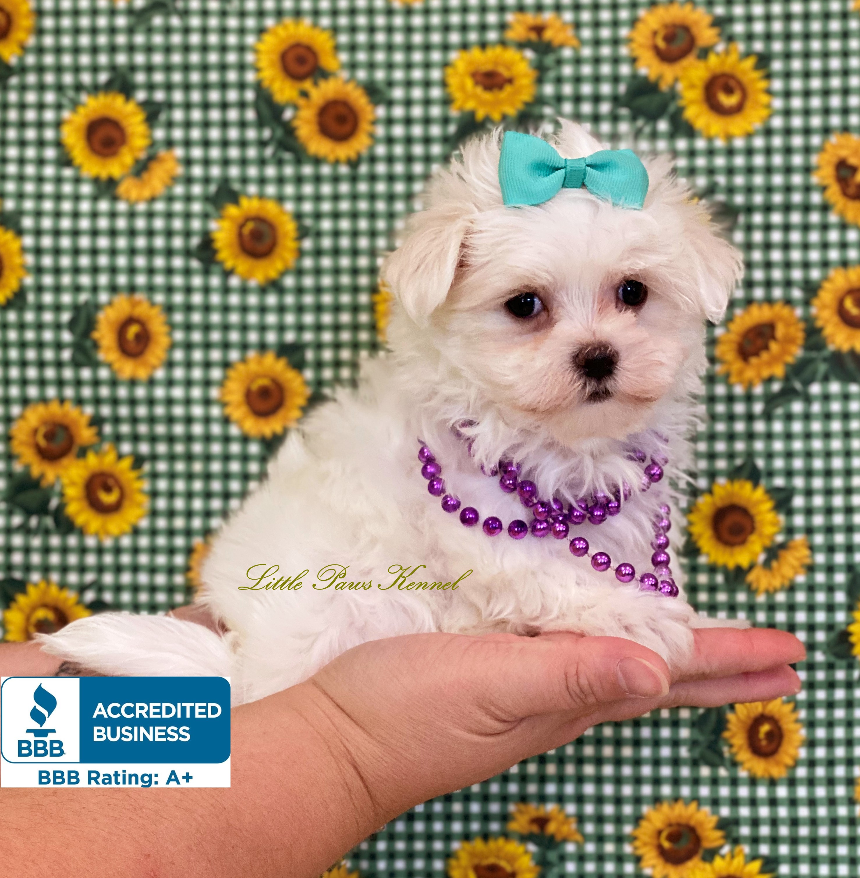Micro Teacup Morkie Puppies