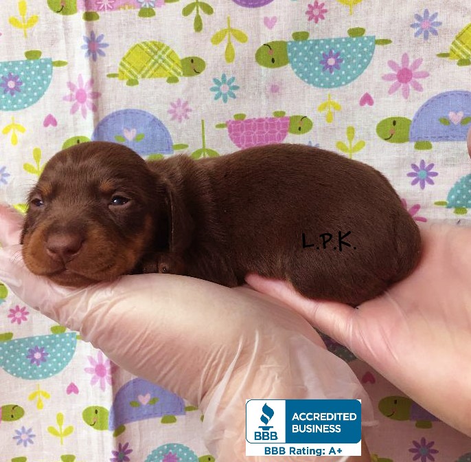 Mini Dachshund Pups