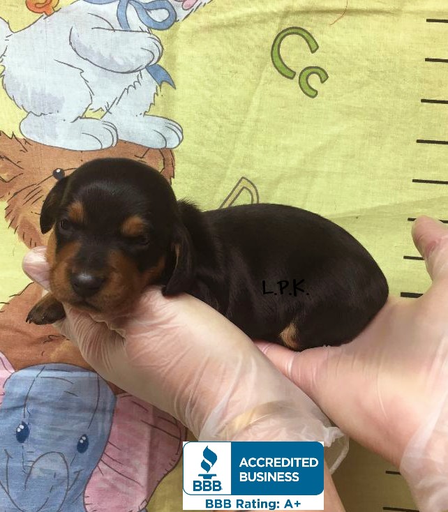 Mini Dachshund Pups