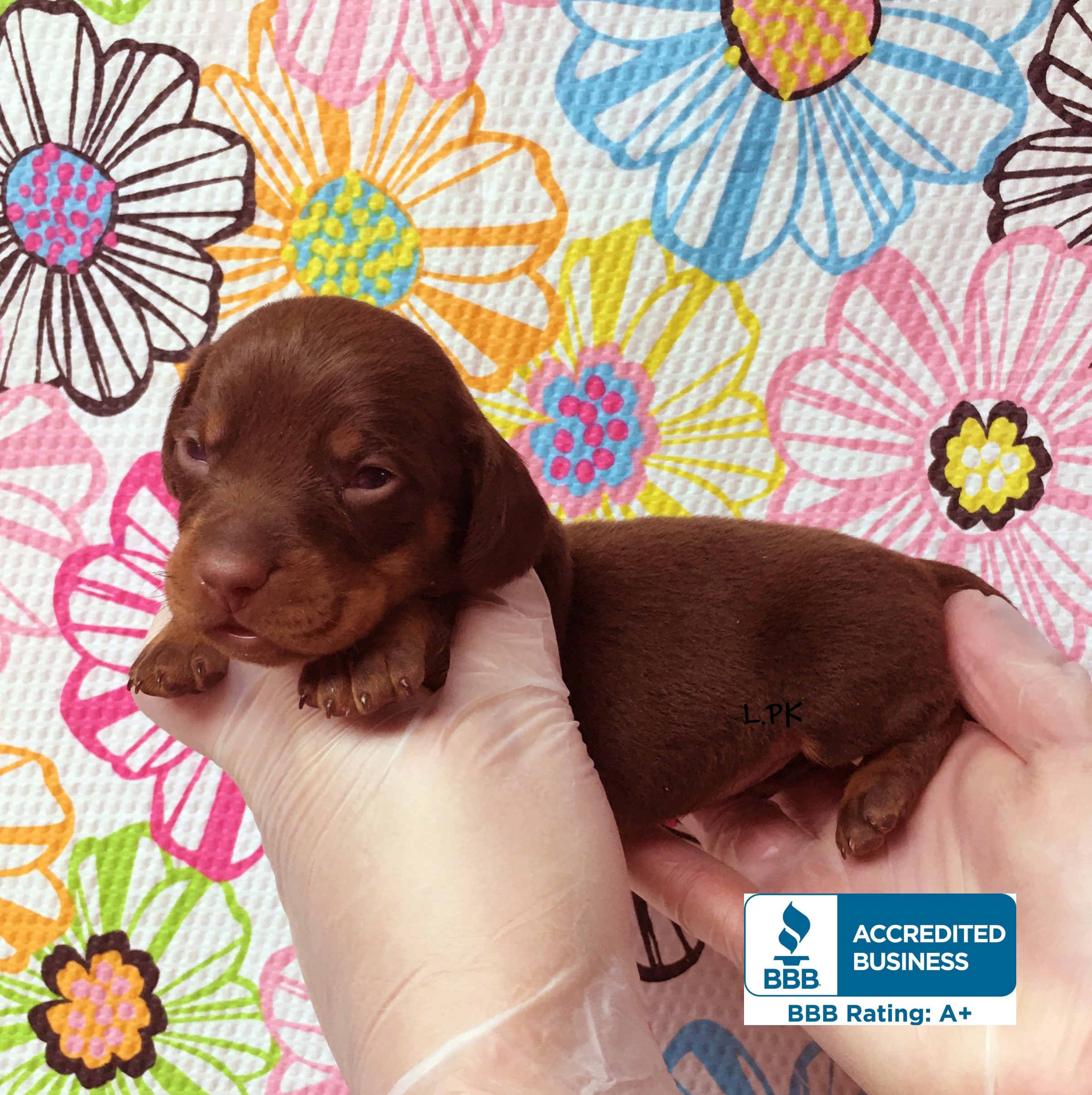 Mini Dachshund Pups