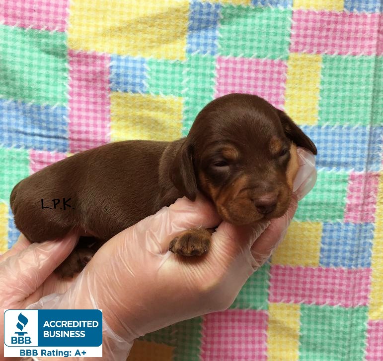 Mini Dachshund Pups