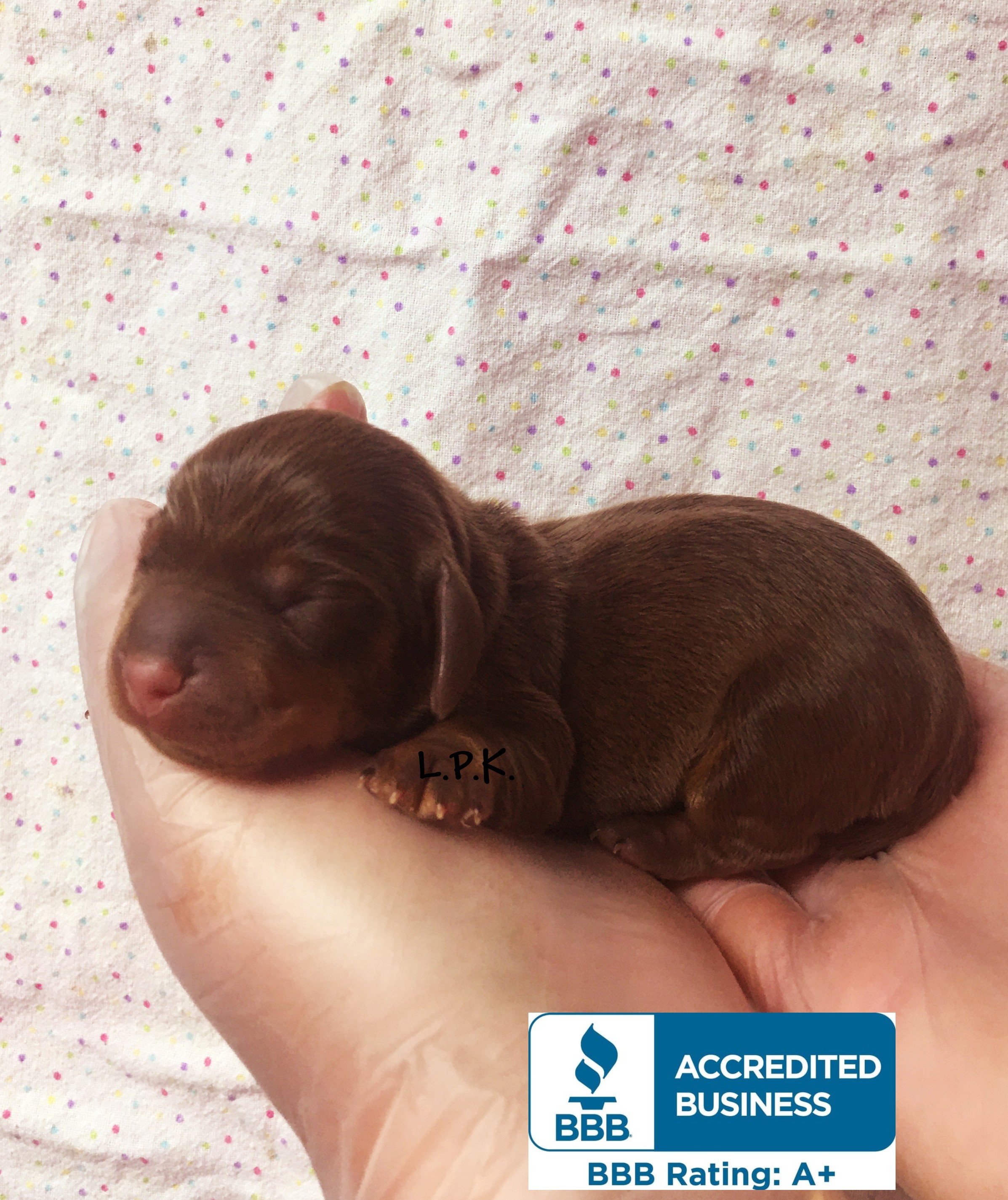Mini Dachshund Pups