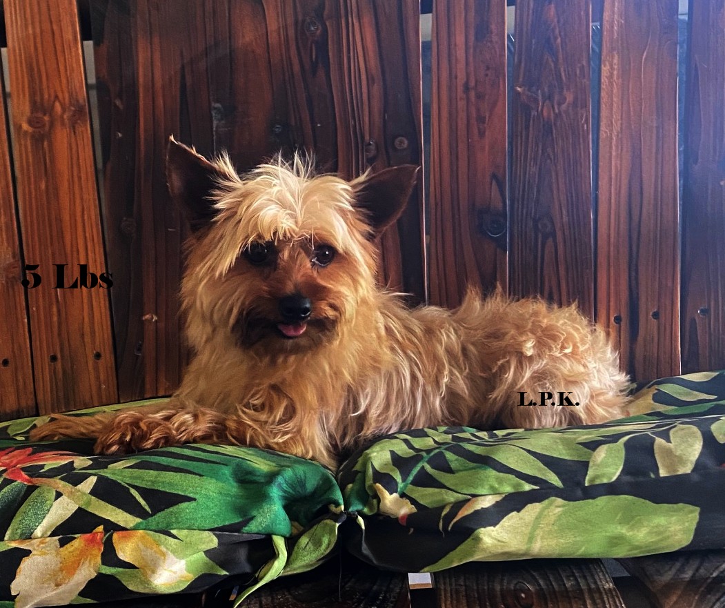 Yorkshire Terrier