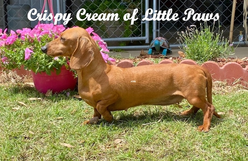 Mini Dachshund Pups