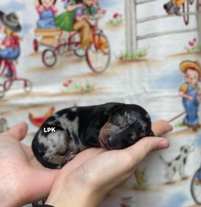 Mini Dachshund Pups