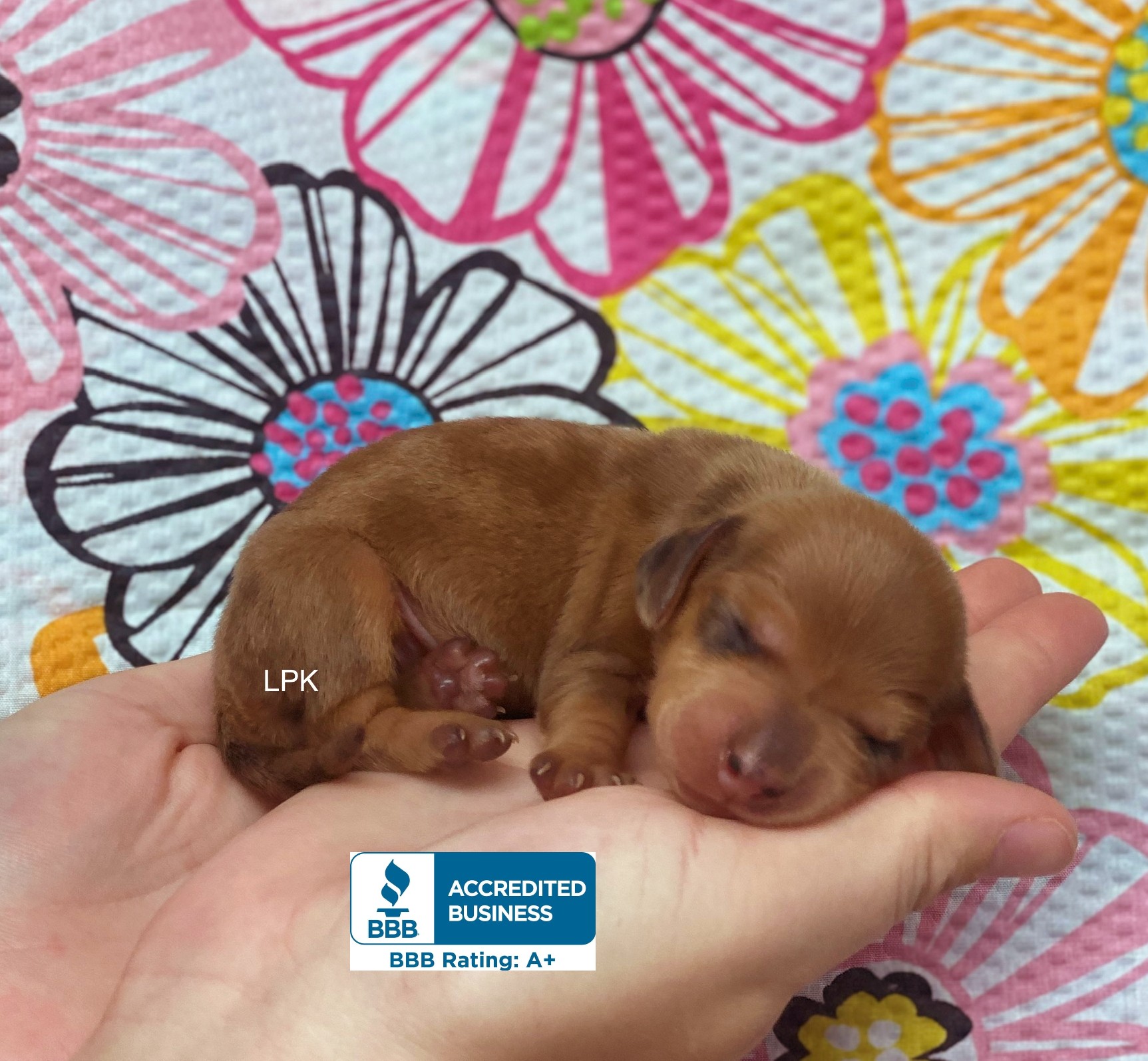 Mini Dachshund Pups