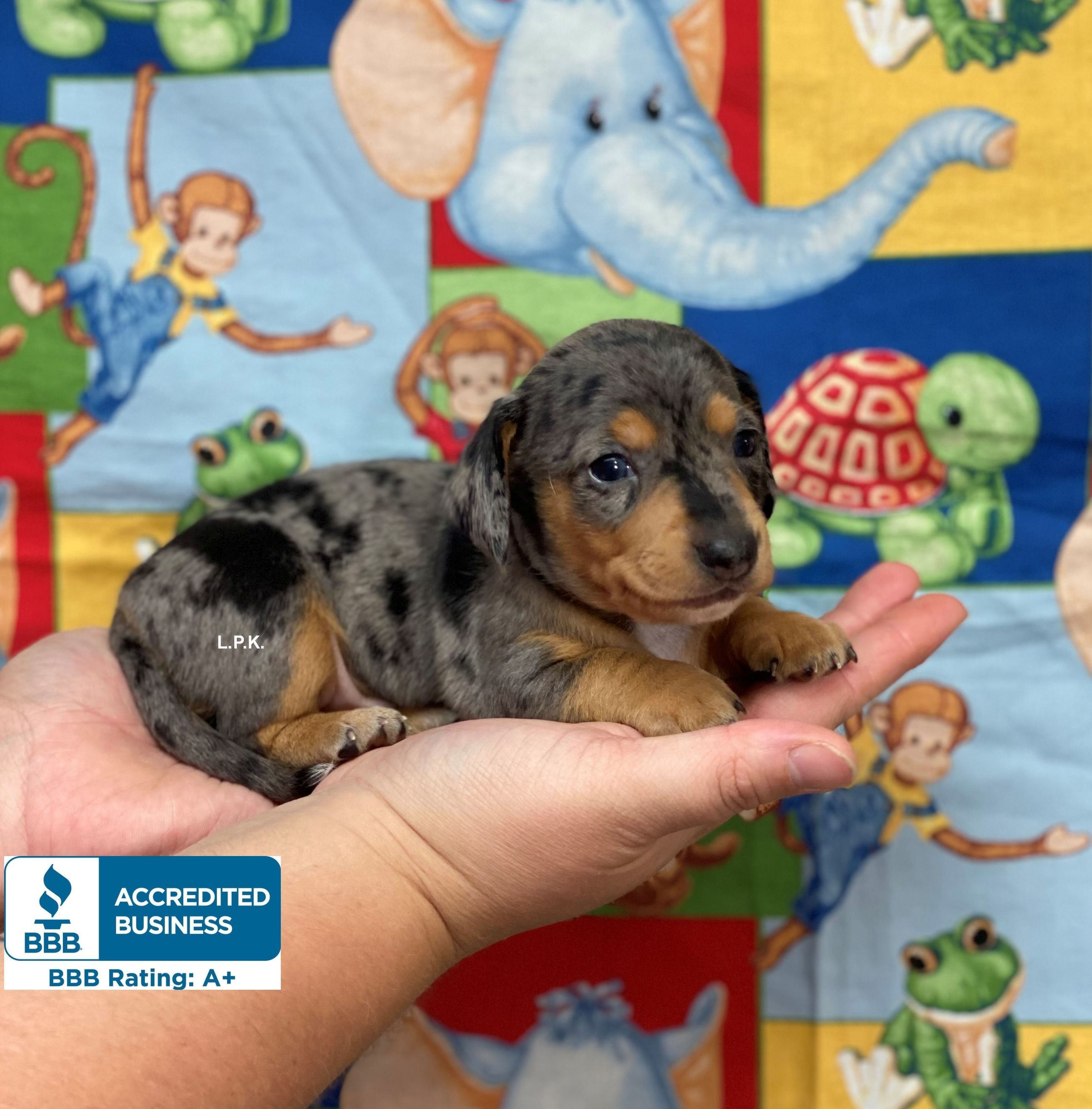 Mini Dachshund Pups