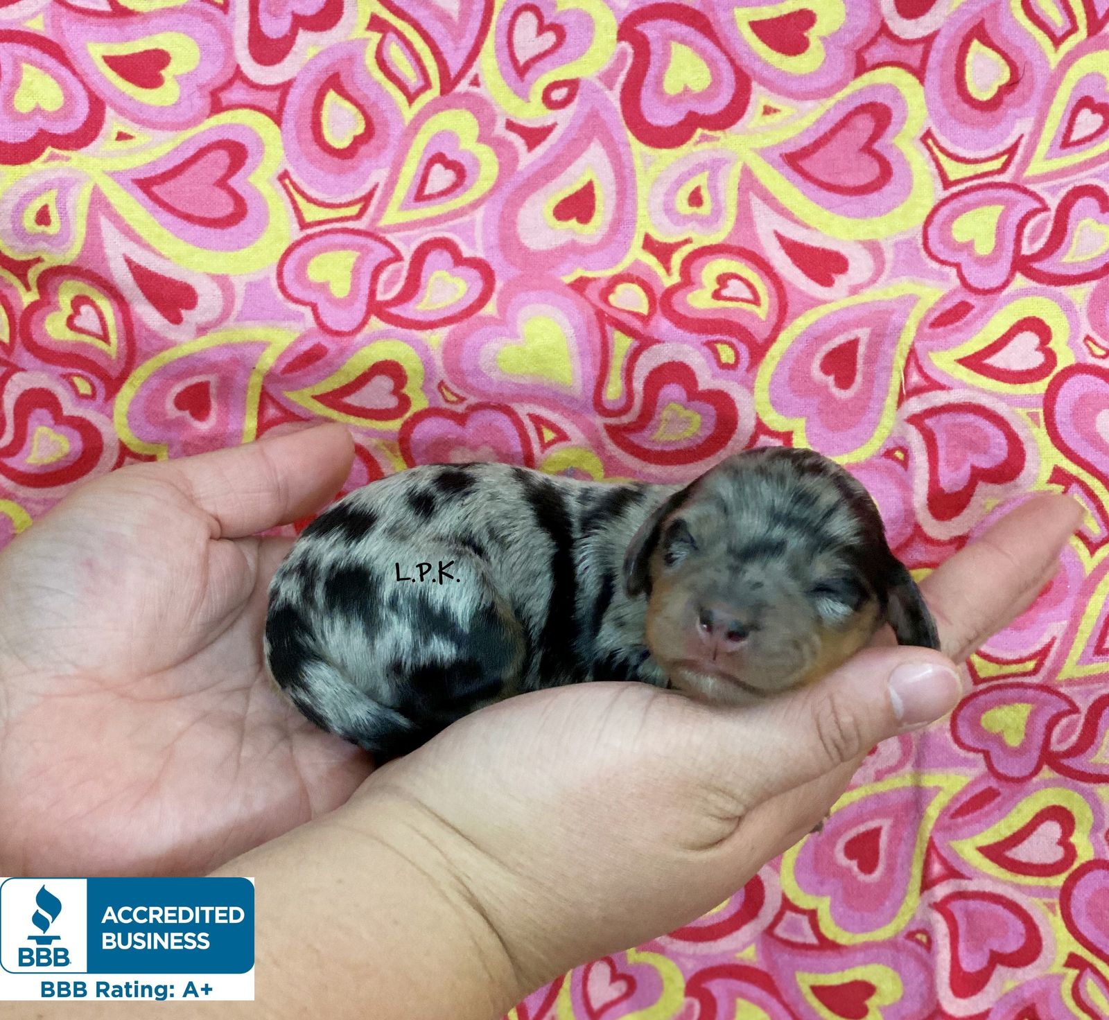 Mini Dachshund Pups
