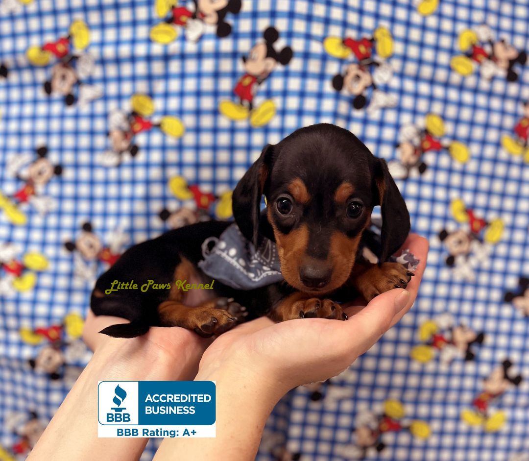 Mini Dachshund Pups