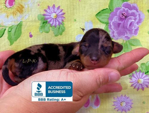 Mini Dachshund Pups