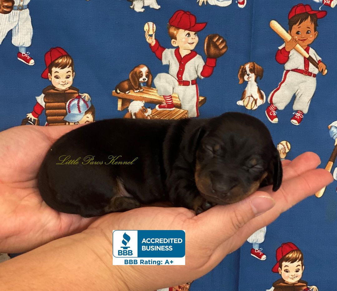 Mini Dachshund Pups