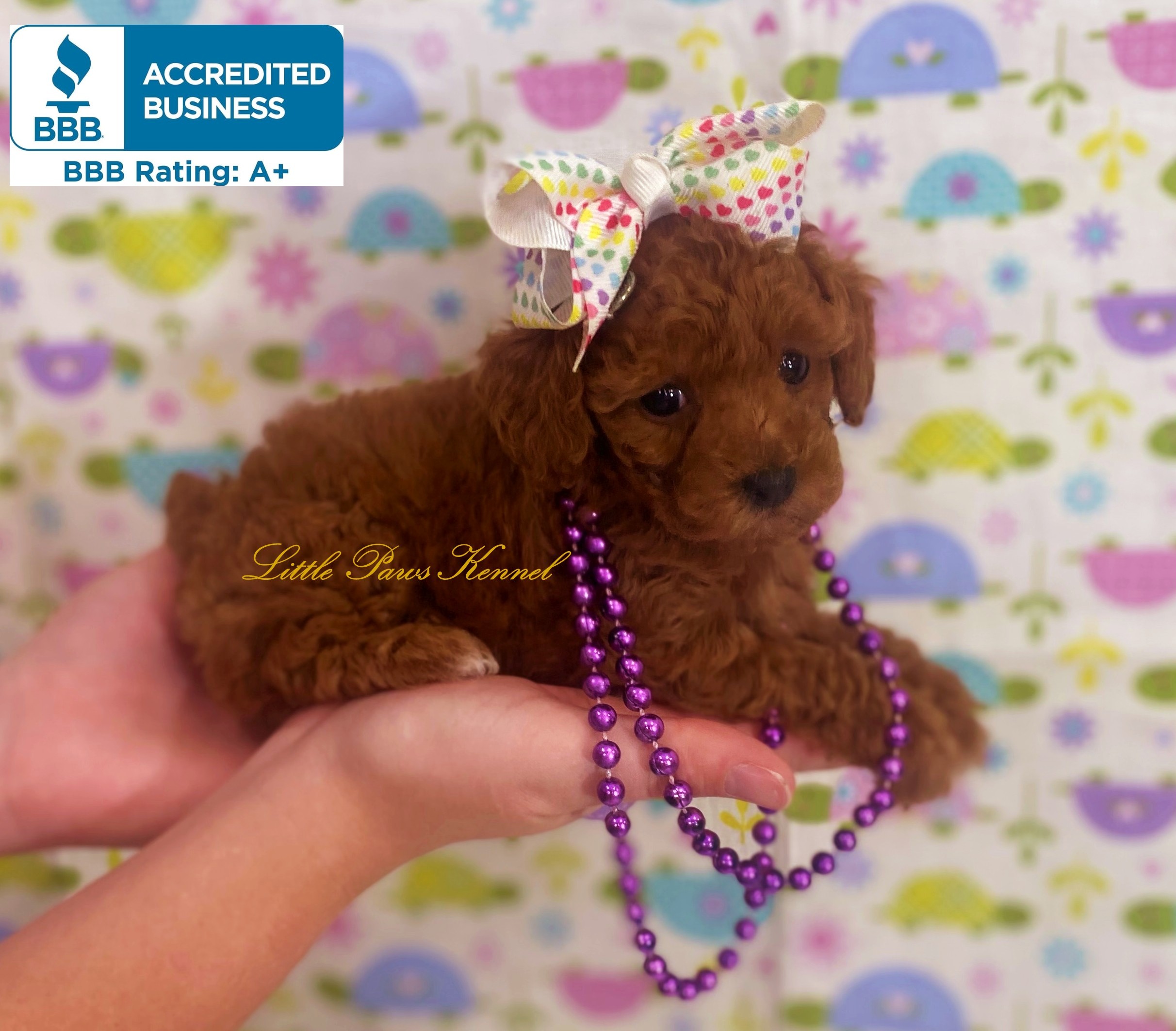 Toy Poodles