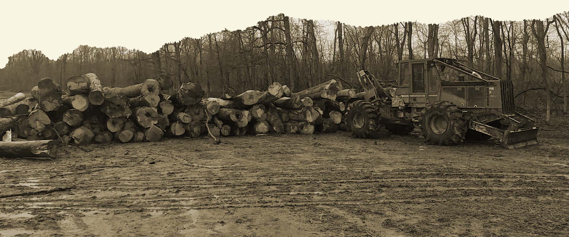 Ohio Logging Company | Mohawk Lumber - Forest Management