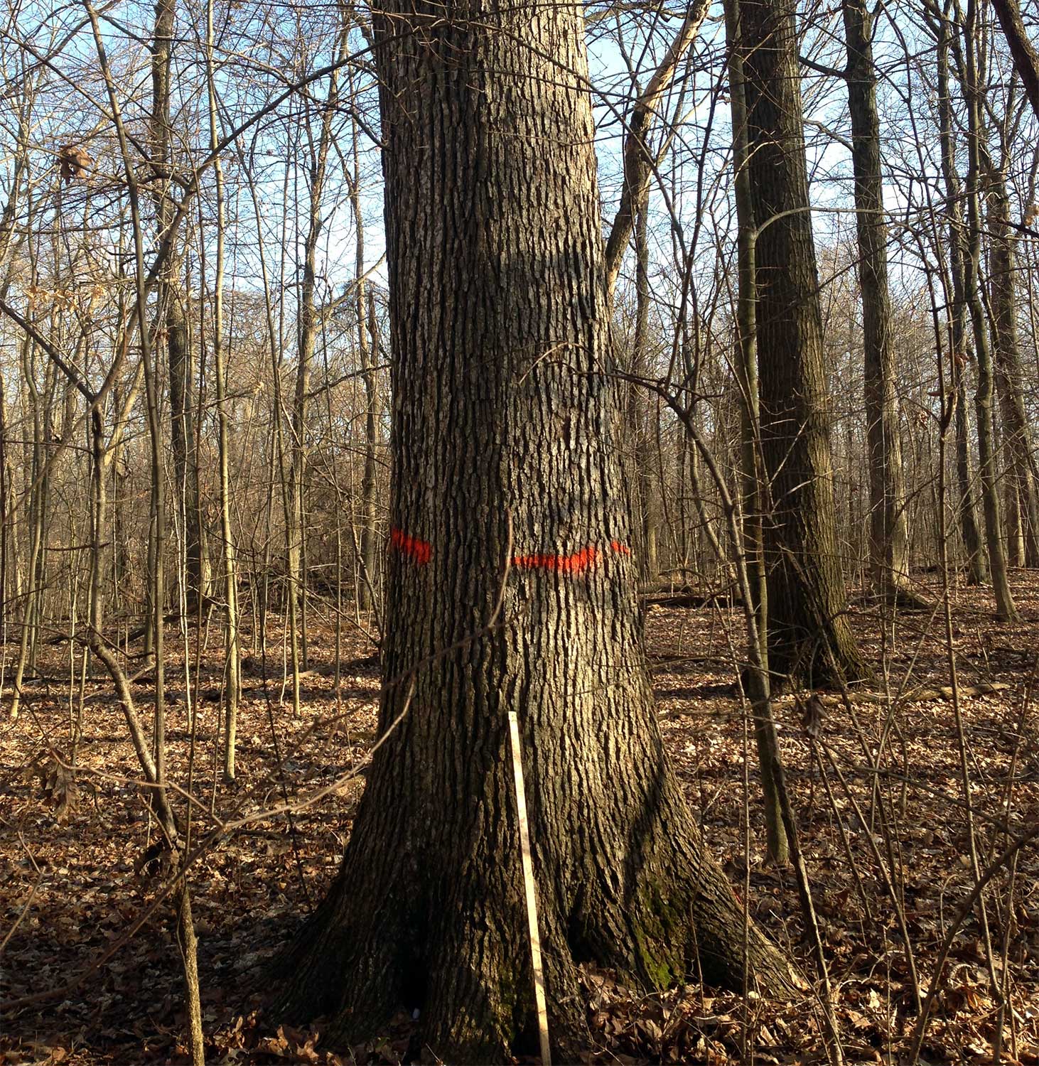 Ohio Logging Company | Mohawk Lumber - Forest Management