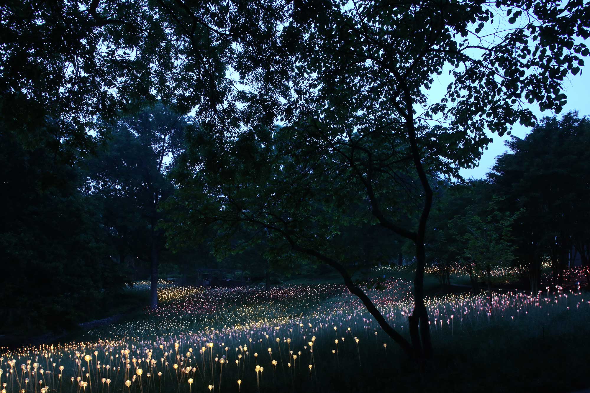 Brighten your experience | Field of Light