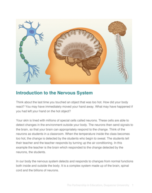Nervous System Student Reading Pages | The Partnership in Education