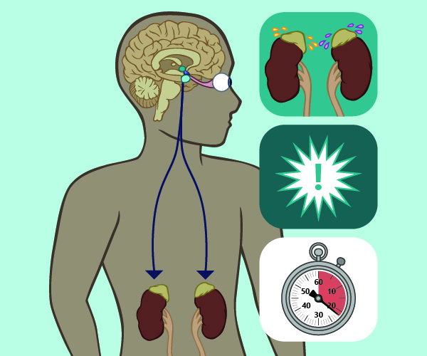 Physiology of the Stress Response | The Partnership in Education