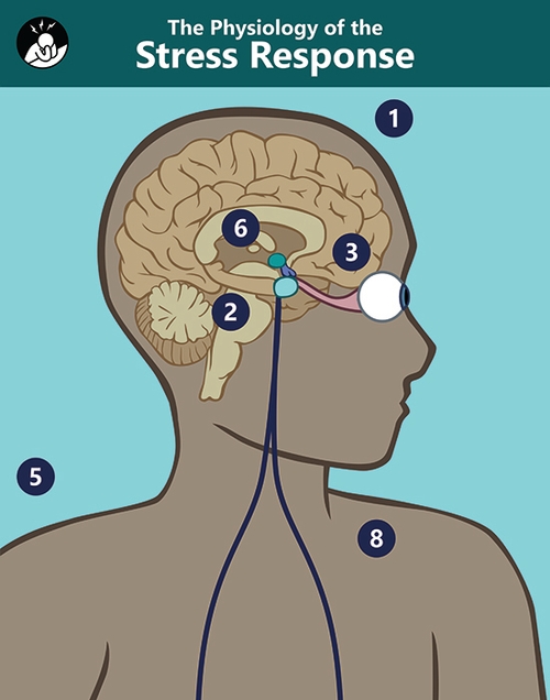 Physiology of the Stress Response | The Partnership in Education