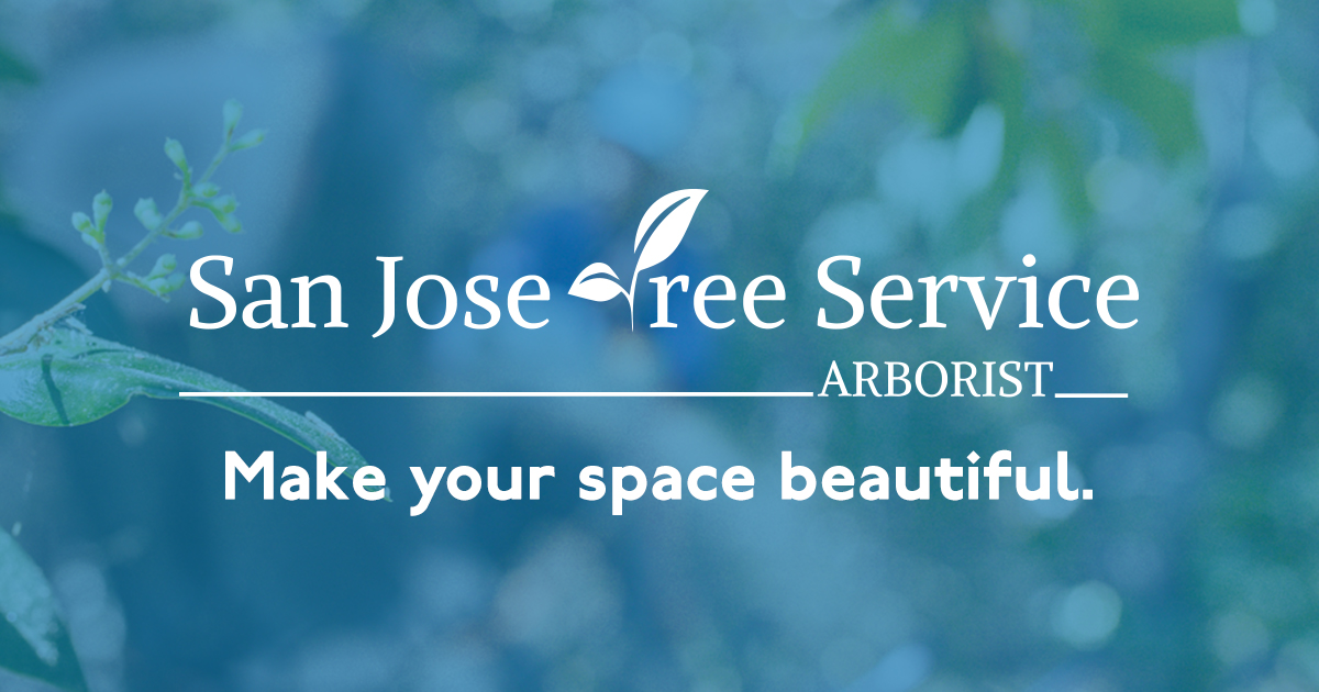 San Jose Tree Service | Tree, Arborist, & Landscaping Services