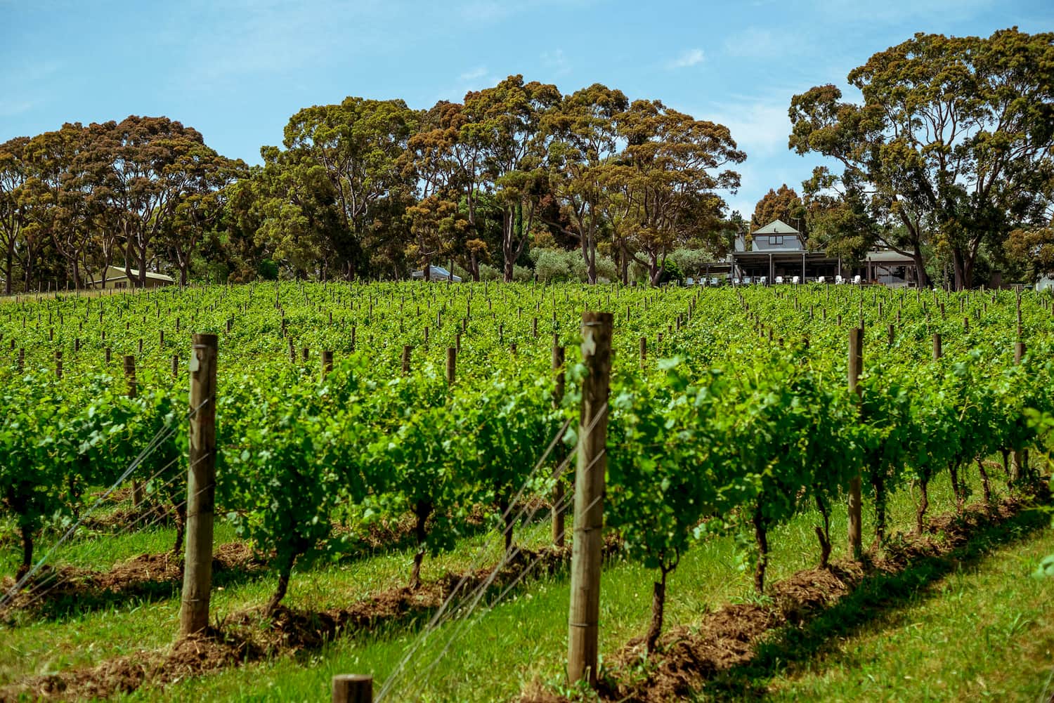 Polperro Wines | The Ninch – Your Mornington Peninsula Guide
