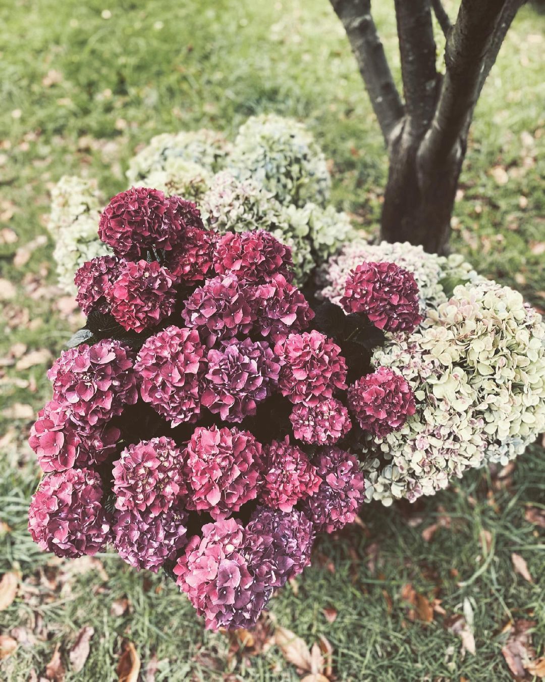 Millicent Green | The Ninch – Your Mornington Peninsula Guide