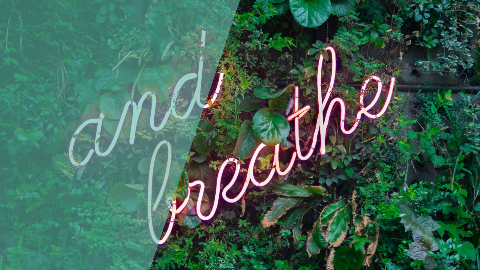 Webflow Web Design Blog | Laura Niebel