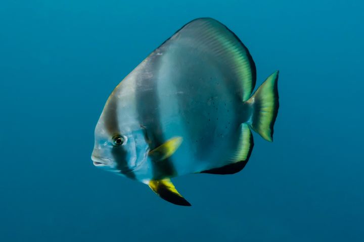 Mainstay Sailing, Whitsundays, Australia. RYA Accredited Sailing Courses