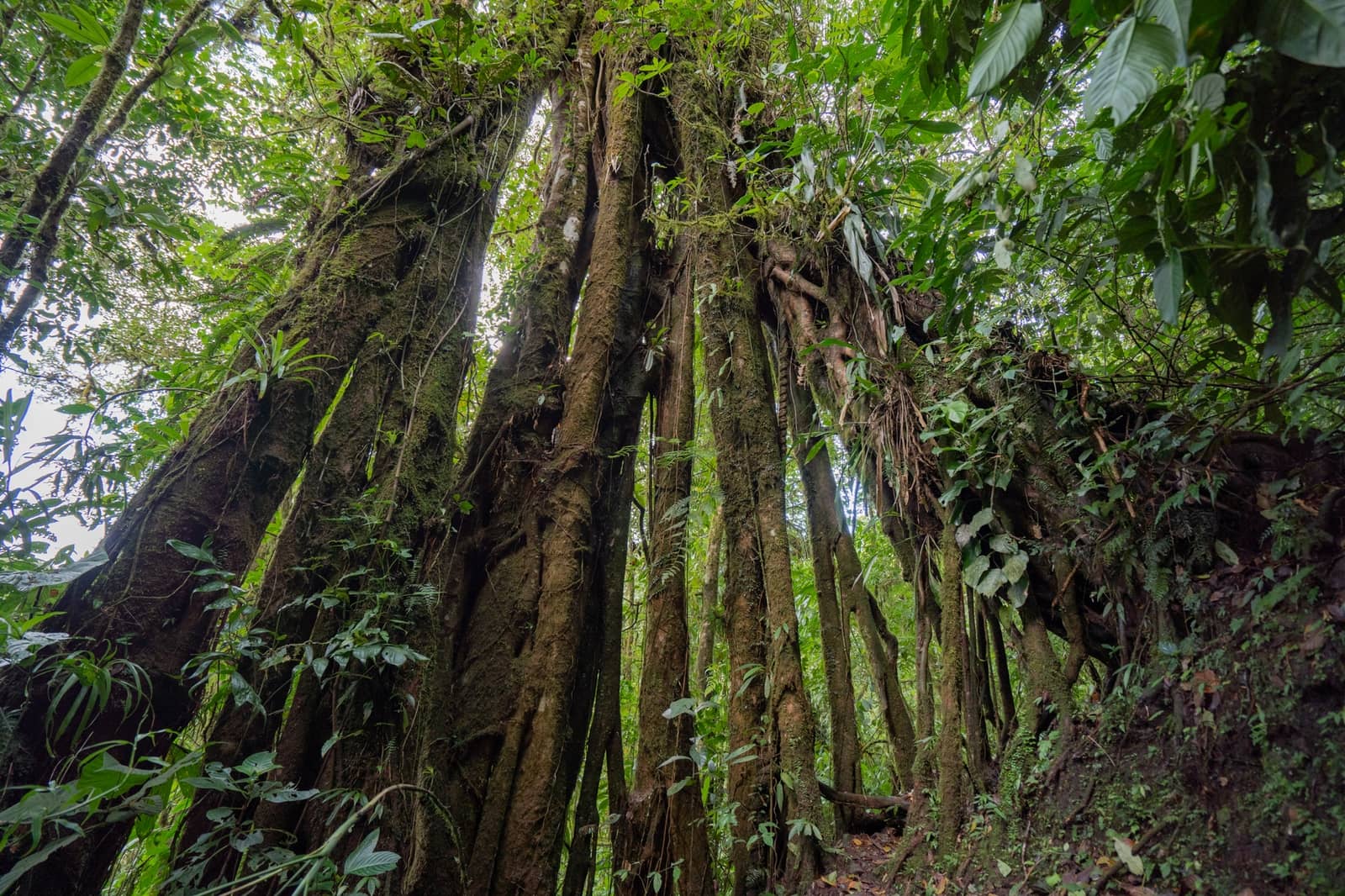 Children's Eternal Rainforest / Monteverde Conservation League | Amigos ...