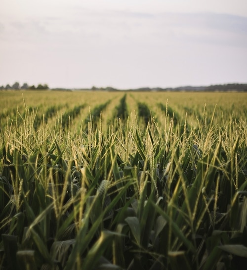 Channel Seed Products | Pro Ag Supply