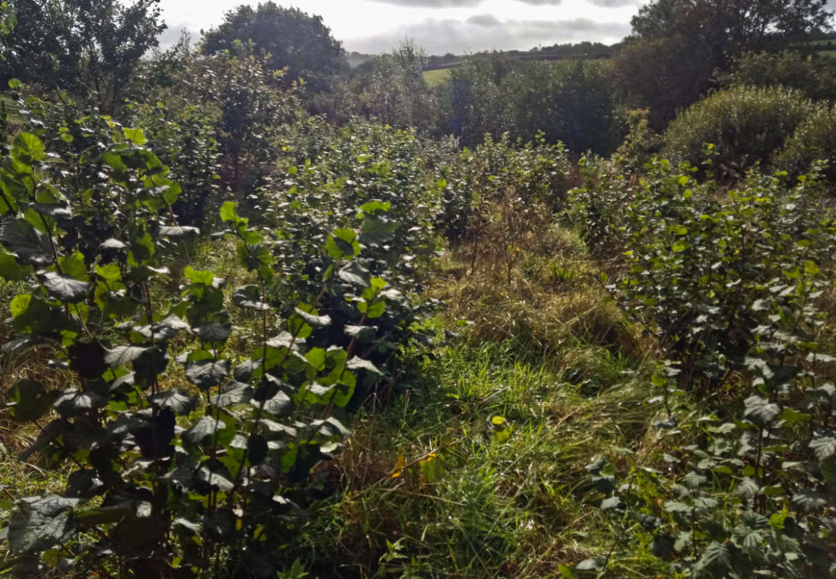 Coppicing, a Sustainable Woodland Resource - South Devon Woodland ...