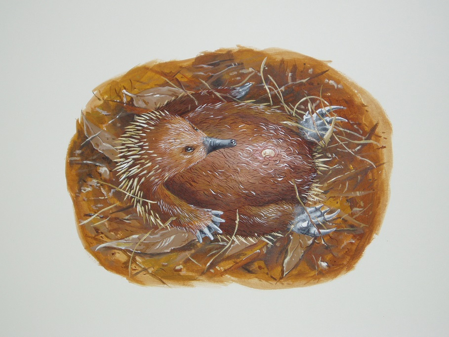 Original Artwork | Andrew Plant – Illustrator