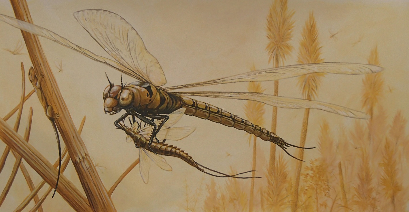 Original Artwork | Andrew Plant – Illustrator