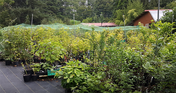 Burnt Ridge Nursery and Orchards