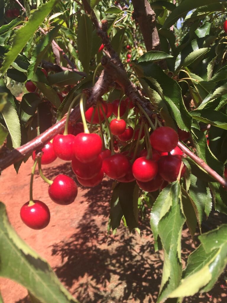 Cherries