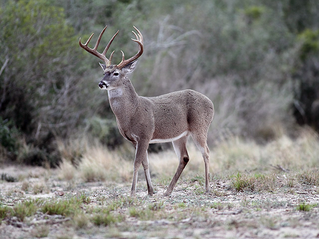 West Texas Hunting & Ranch Land, Wolf Springs-Comstock